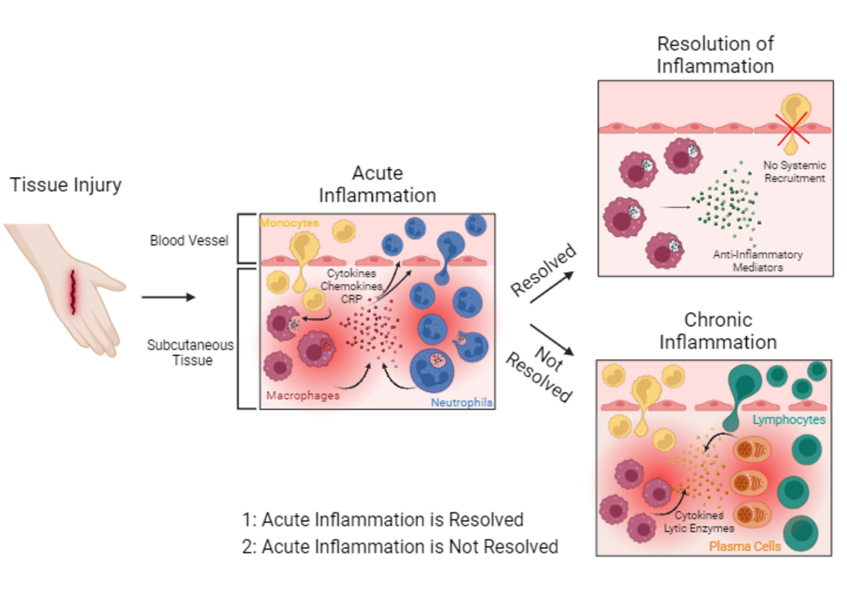 Chronical Inflammation